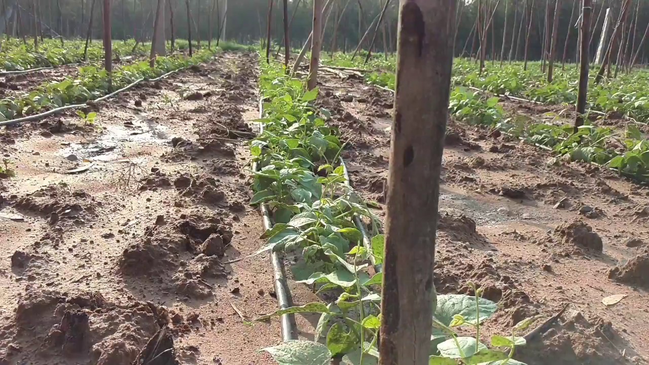 Ring beans farming in 2017 (20 days after sowing ) Part 2 - YouTube