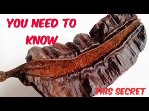 The Spiritual And Health Benefits Of Aidan fruit - YouTube