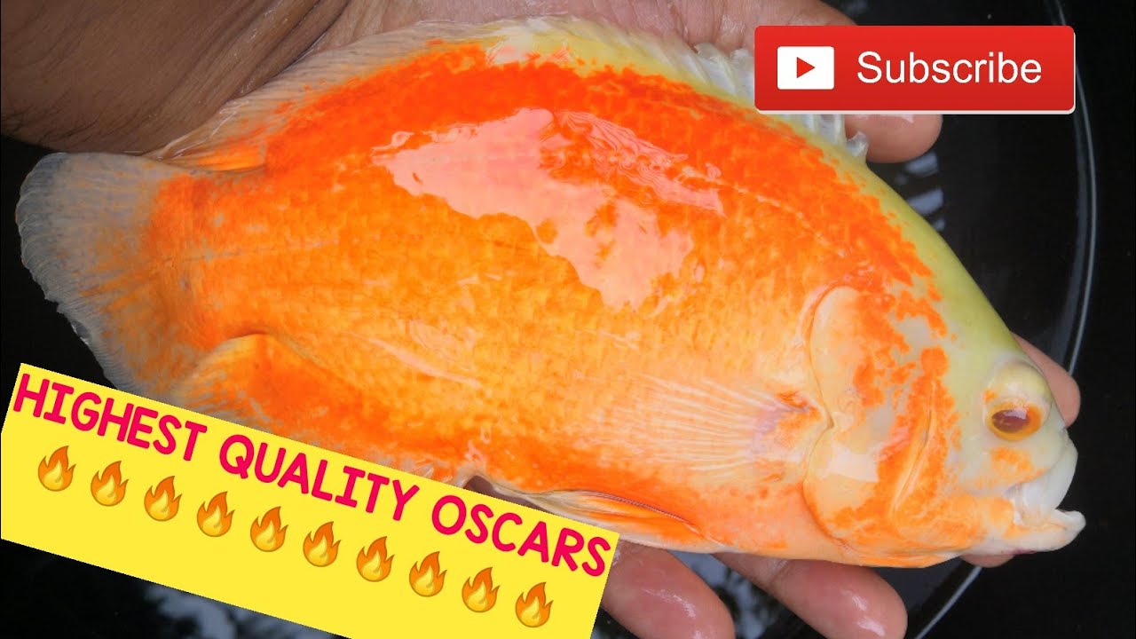 Most expensive and Beautiful Oscar Fish in the World - YouTube