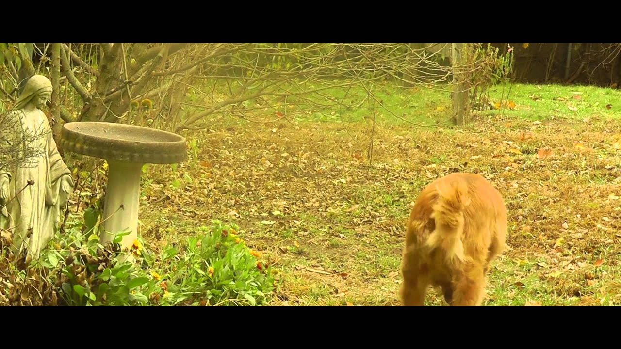My Dog Taking A Shit - YouTube