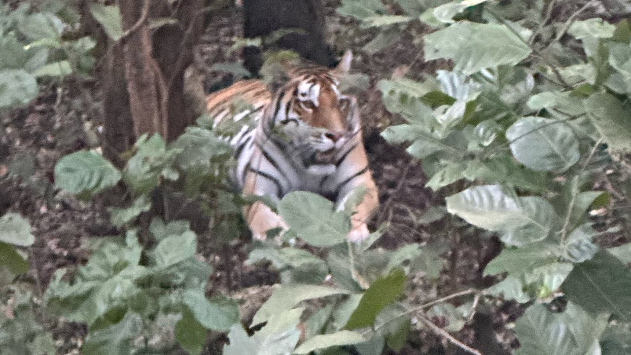 Finally tiger 🐯 mil Gaya || kanha trip || tiger #sabbysingh #wildlife # ...
