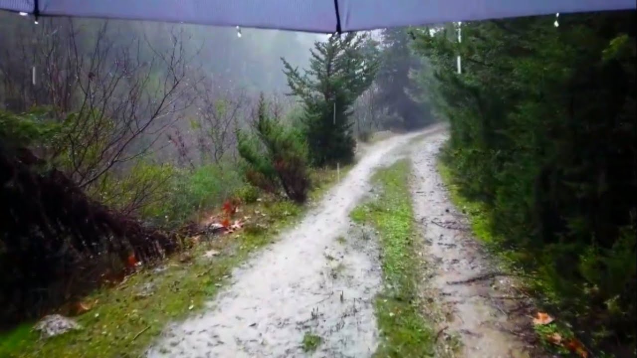 Walking in the heavy rain | Virtual walk in the rain in the forest & a ...