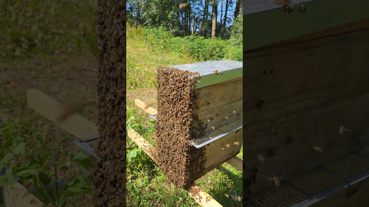 Explore Our Beekeeping YouTube Videos | Black Mountain Honey