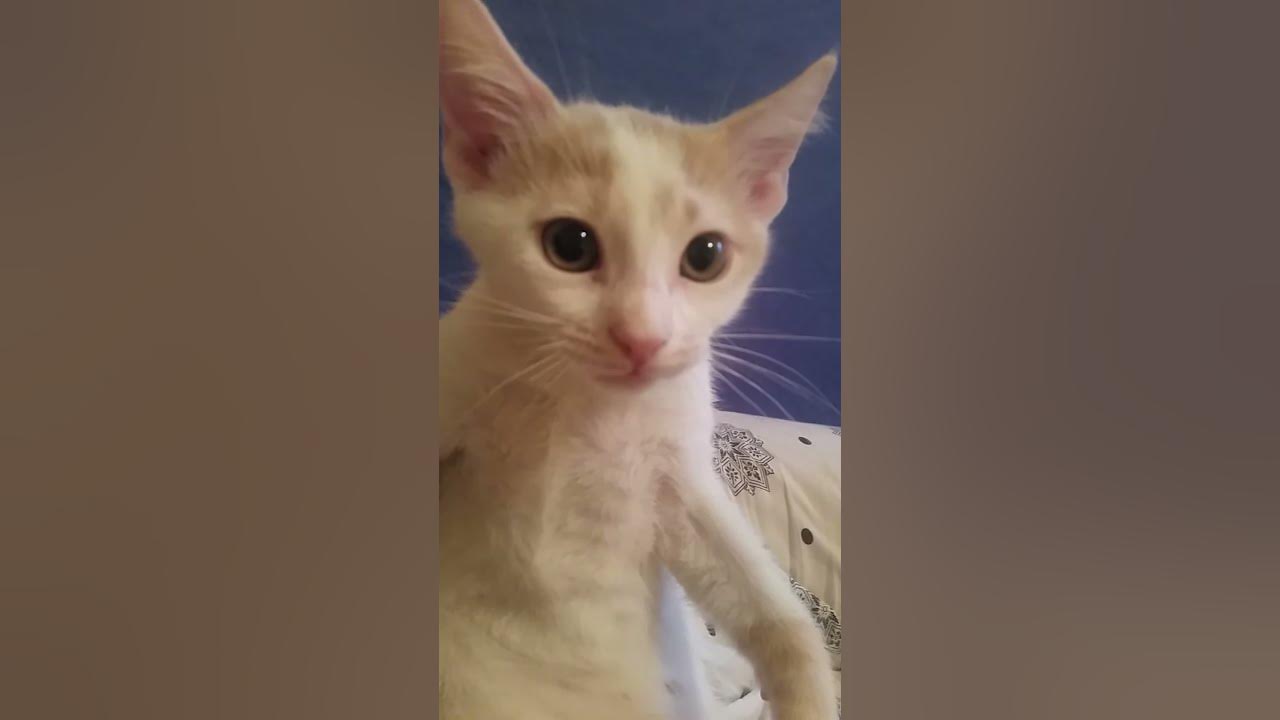 قط يبكي A Cat Is Crying Youtube