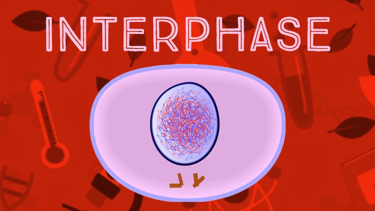 Interphase Animation - YouTube