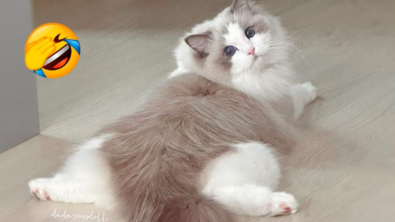 You Won't Believe Your Eyes - Check Out These Amusing Cats Antics! 🤪 ...