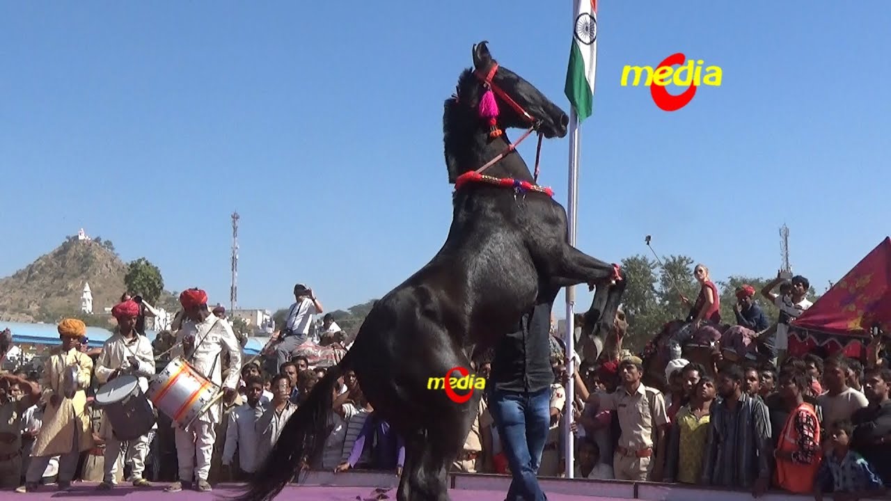Pushkar Mela - Amazing Horse Dance - पुष्कर मेले में घोड़ों का शानदार ...
