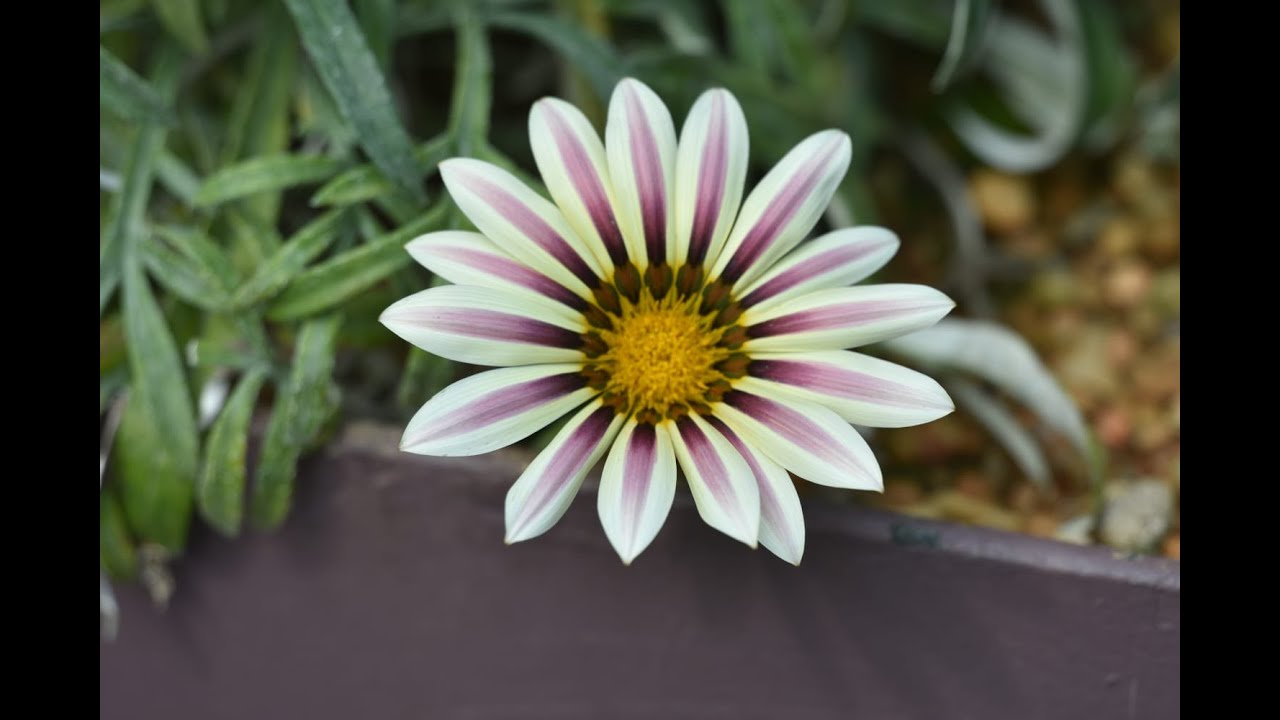 UV flower patterns and pollinators - mini documentary - YouTube