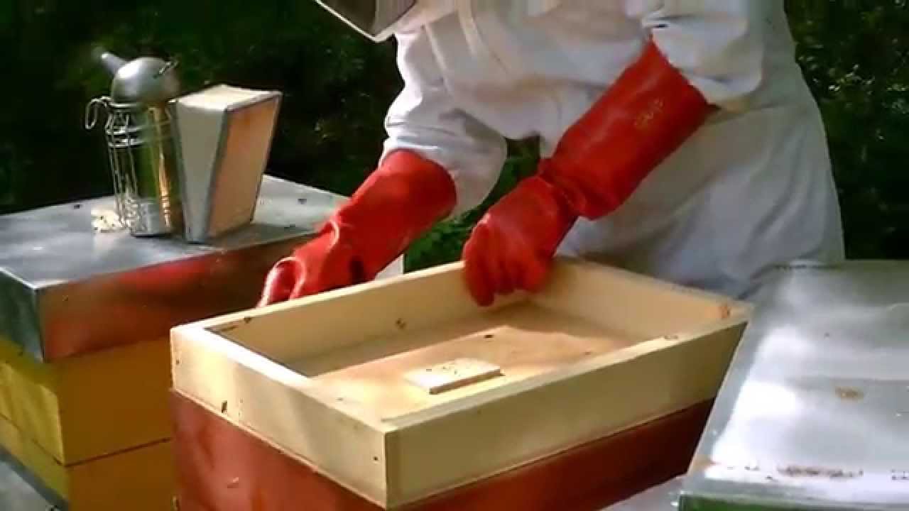 Arnia Flow Hive: come diventare apicoltori | Visita alle arnie delle ...