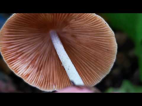 Conocybe another common garden mushroom toxic - YouTube