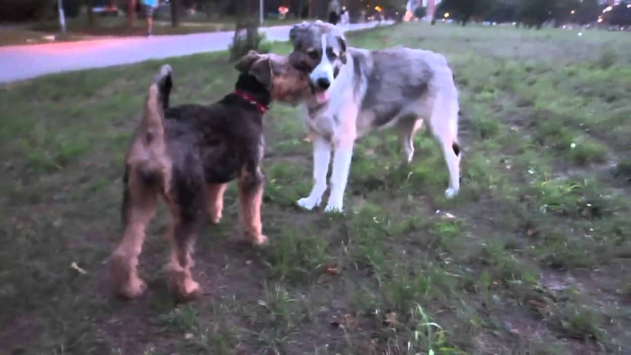 Airedale Terrier Lady MOdesty & Kavkaz dog (Caucasian Shepherd Dog ...