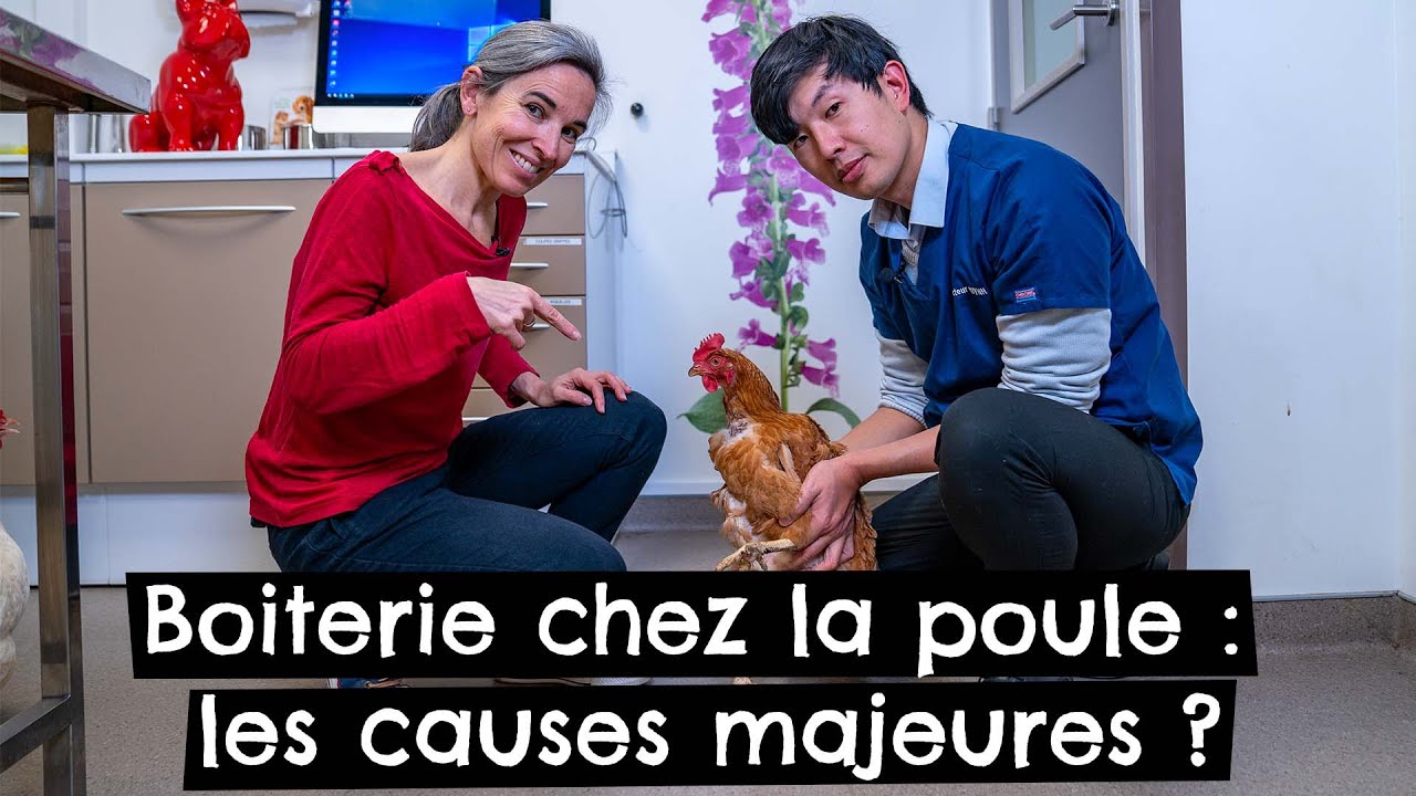 Boiterie chez la poule : les causes majeures ? 🐔 - YouTube