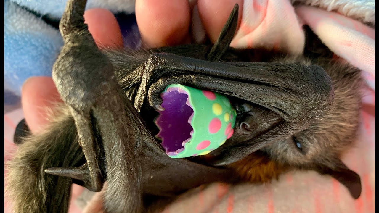 Rescuing a baby bat from powerlines: this is Genessee Choir - YouTube