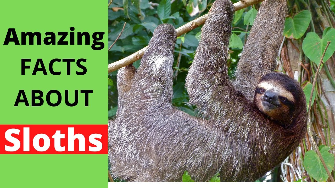 Top 10 Amazing Facts About Sloths YouTube top-10-amazing-facts-about-sloths-youtube