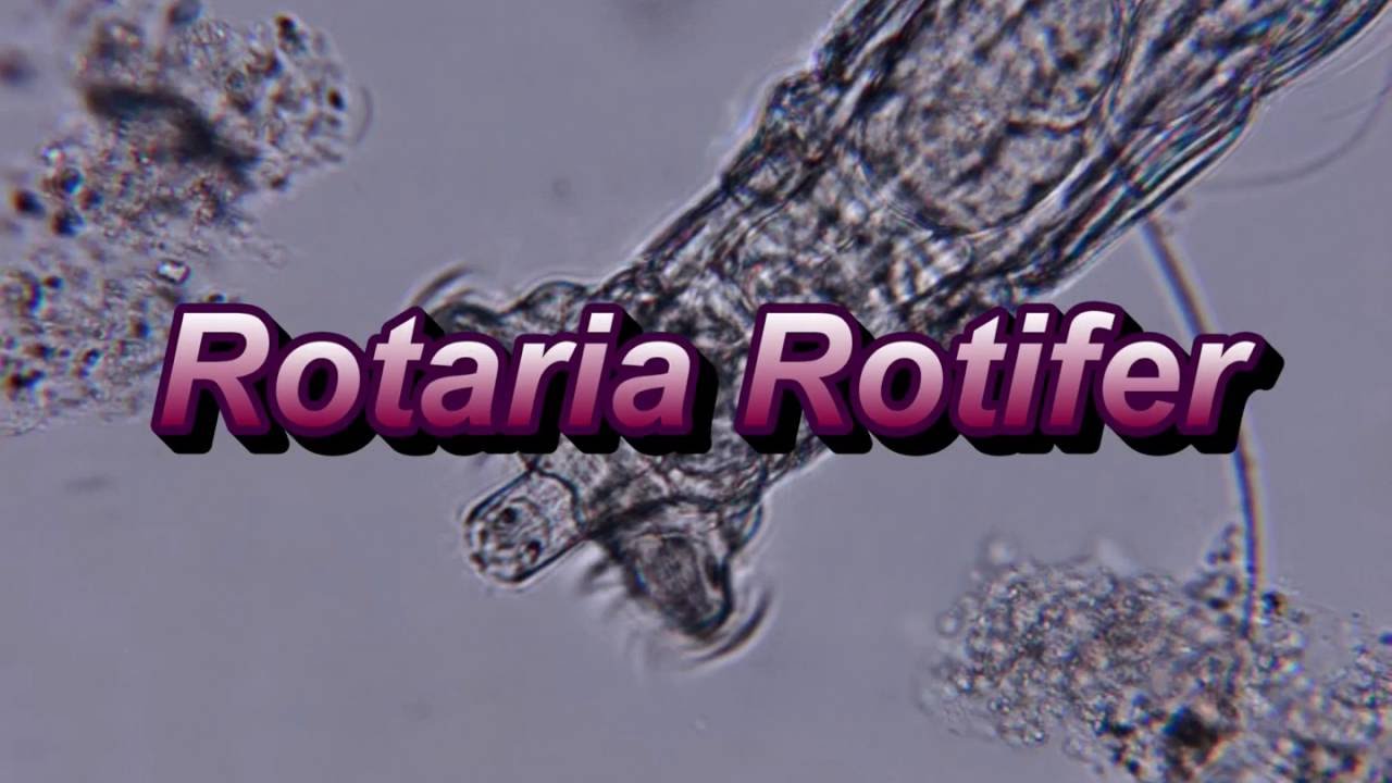 Rotaria Rotifer - YouTube