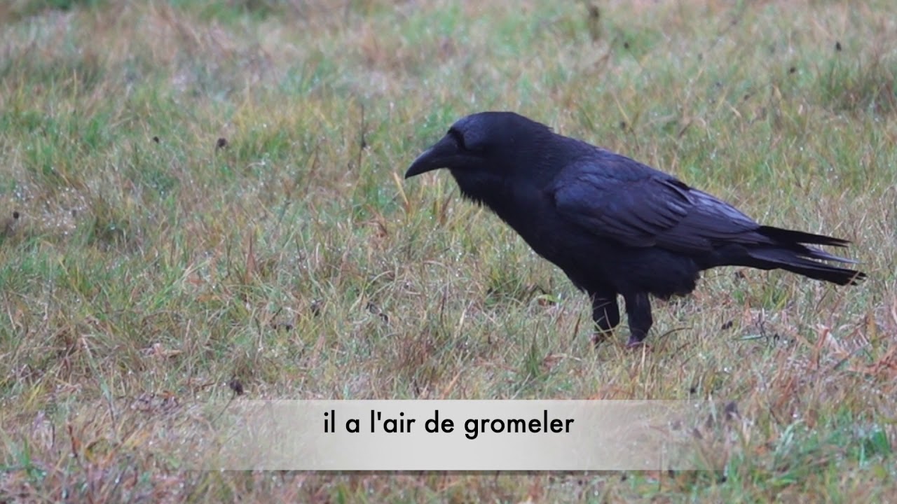 Les Grands Corbeaux vocalisent - YouTube