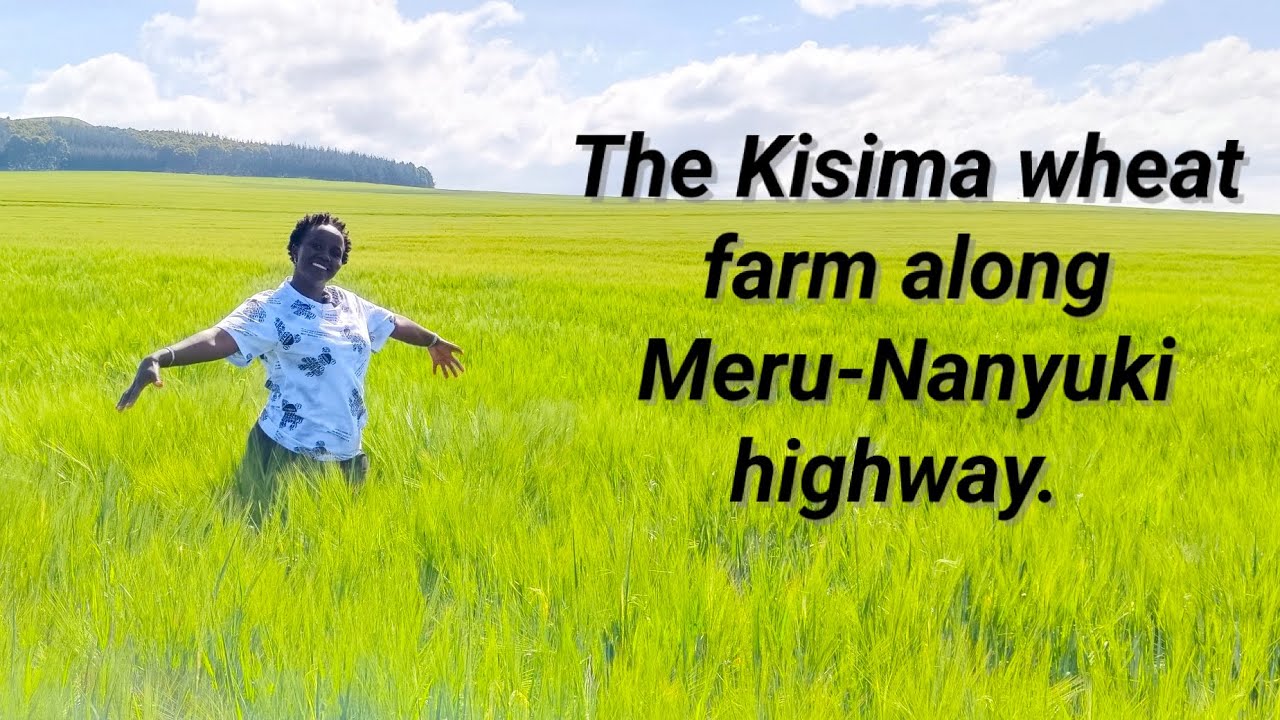 The amazing Kisima wheat farm views, along Meru-Nanyuki highway😍// # ...