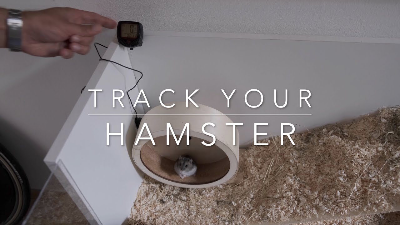 How to track your hamster - YouTube