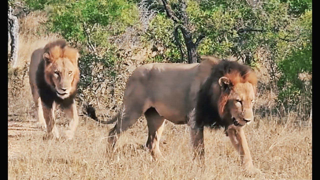 Black Dam Male Lions & Avoca Pride Sighting | Kruger | 15 April 2025 ...