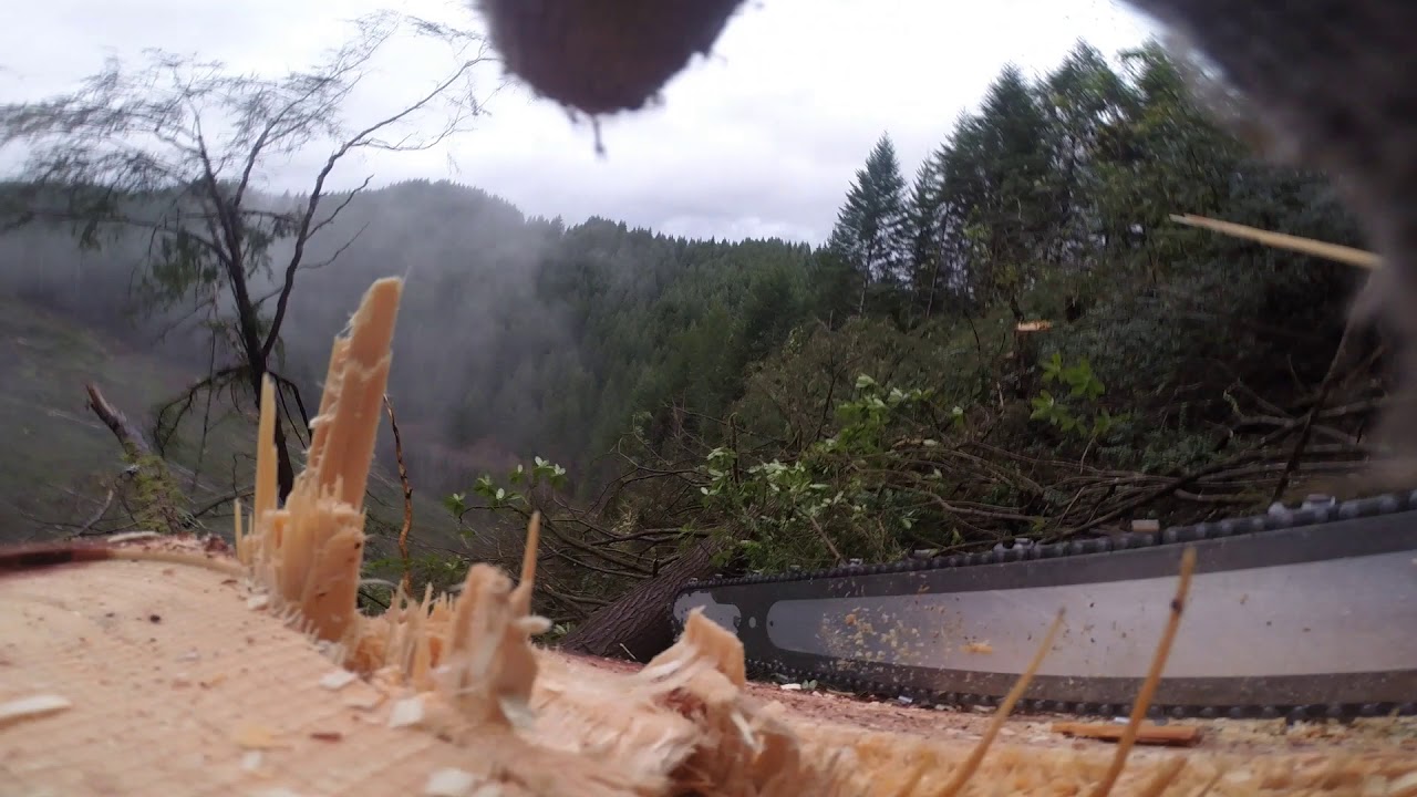 Oregon Coast Timber Falling - YouTube