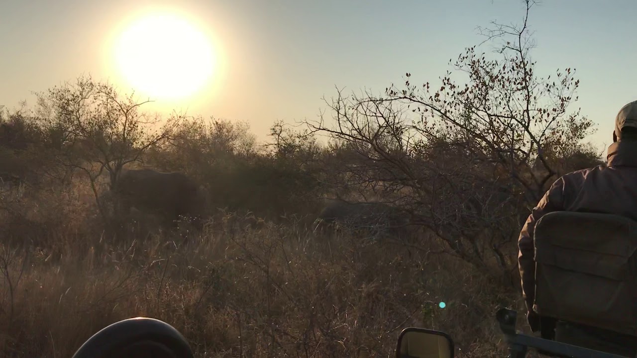 Squeaky baby rhino - YouTube