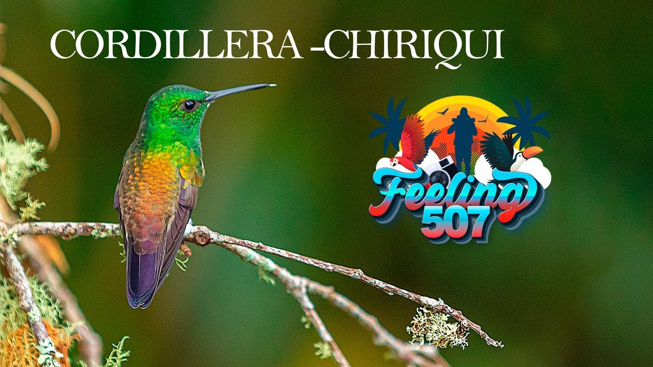 Visitamos Cordillera boqueron de Chiriqui birding paradise Panamá - YouTube