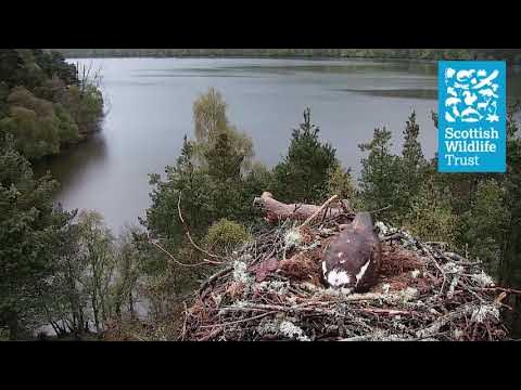 First Chick Hatches - Loch of the Lowes osprey webcam (2021) - YouTube