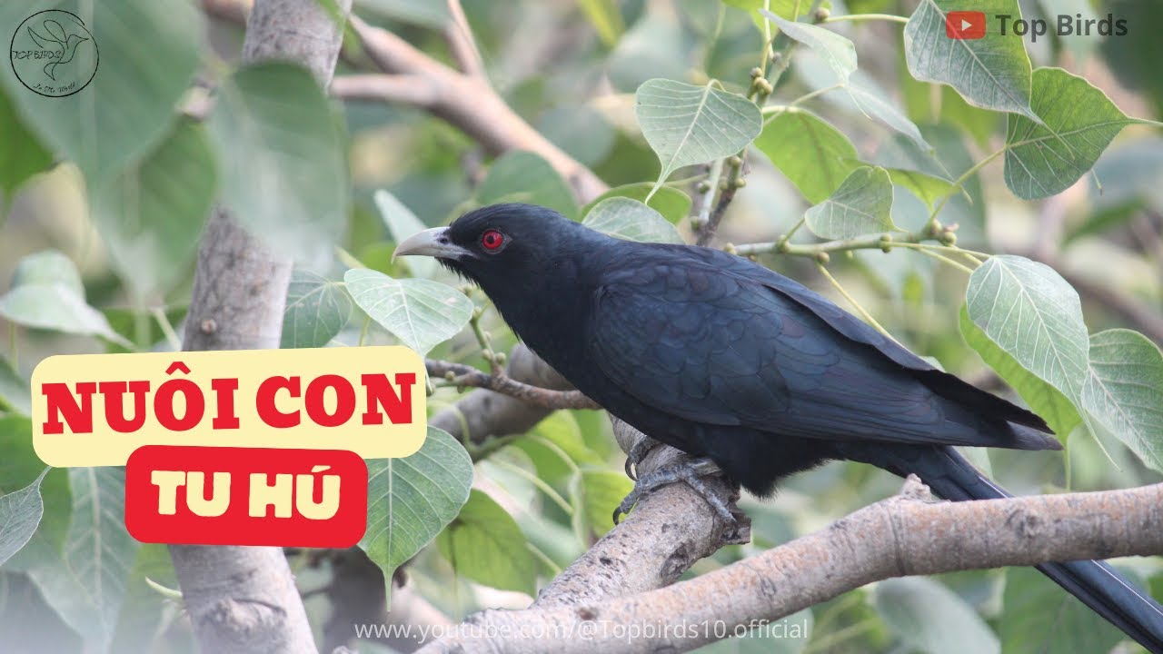 Tu hú - Loài chim với tập tính sinh sản kỳ quái trong tự nhiên #tuhu # ...