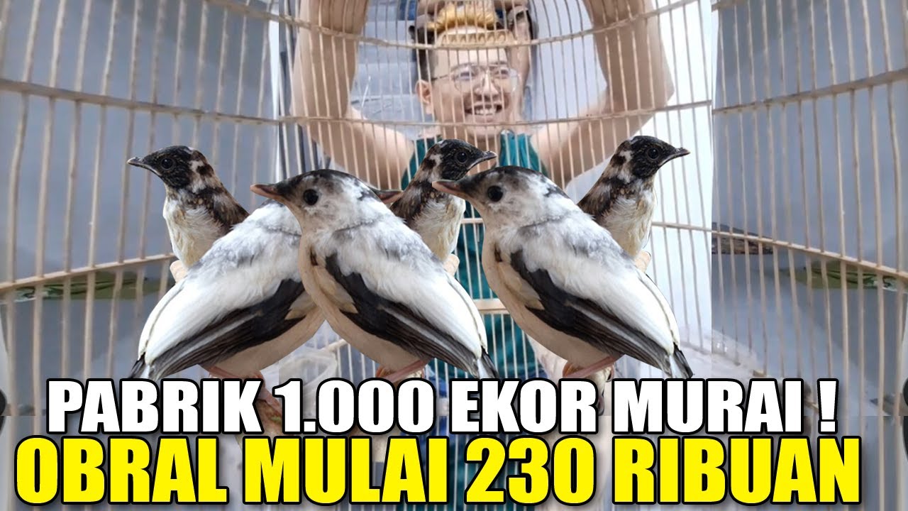 BANTING HARGA !!! MURAI SPLIT PANDA DAN TROTOL SUPER DIOBRAL MULAI 230 ...