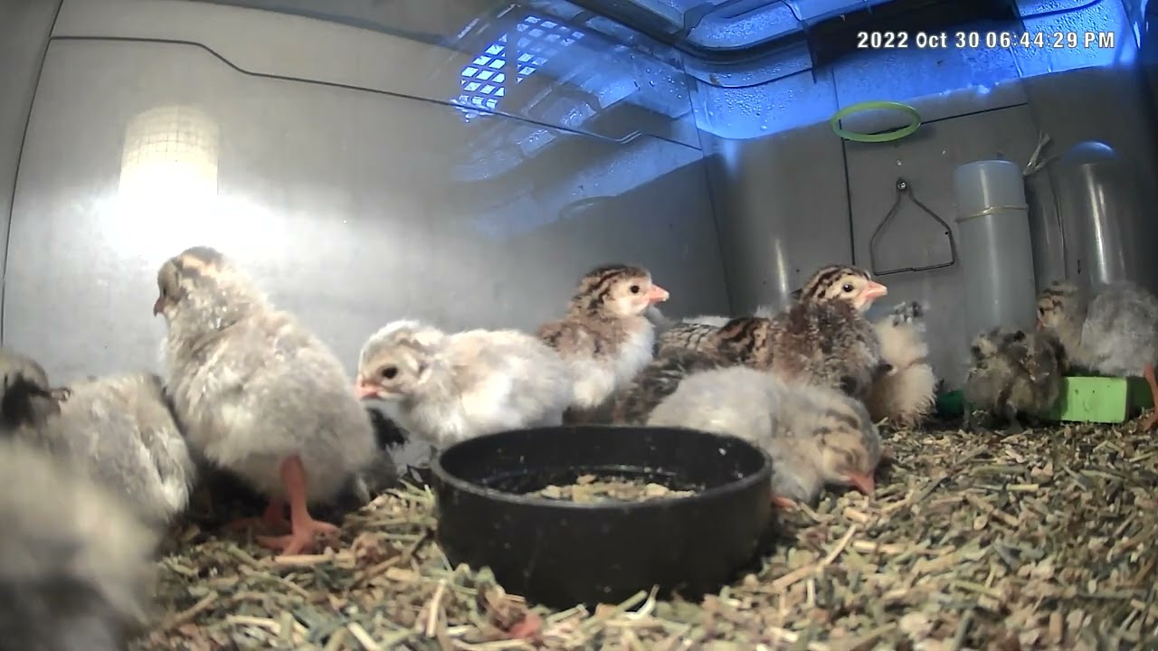 Guinea fowl keet hatchings, sebright chicks and two mixed breed chicks ...