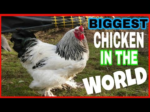 Biggest Chicken In The World 😱😱😱 - YouTube