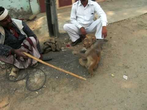 Monkey exercising - Varanasi, India - YouTube