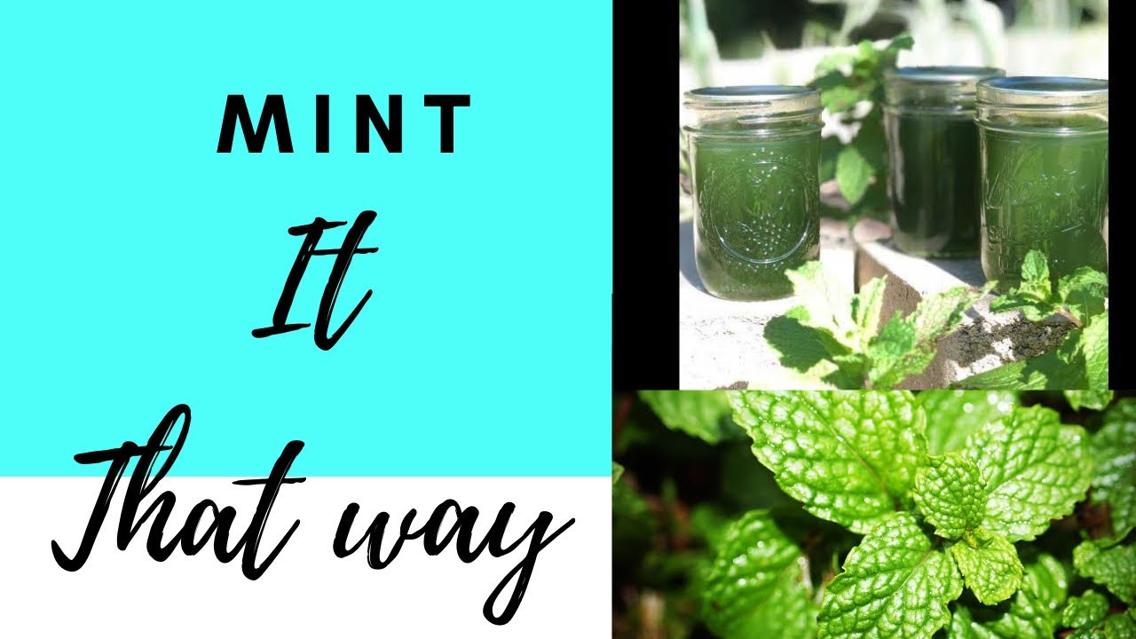 How to Make MINT Jelly - YouTube