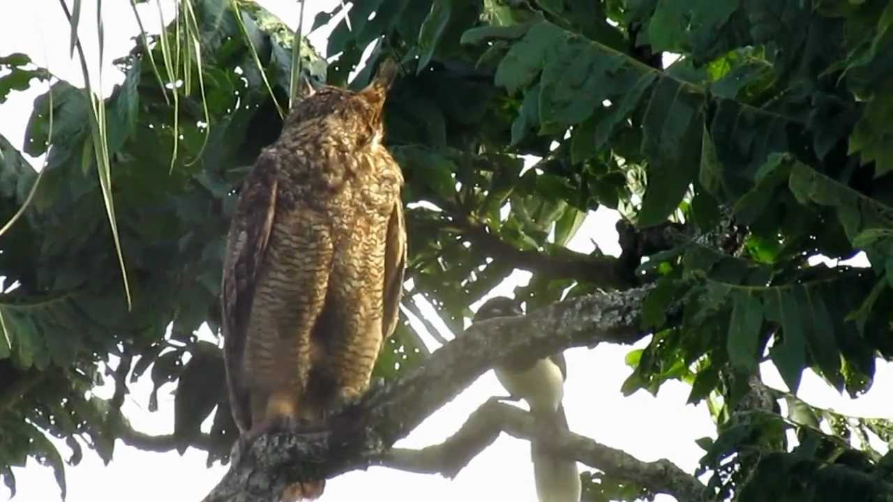 Bubo virginianus maior coruja das Américas (jacurutu) - YouTube