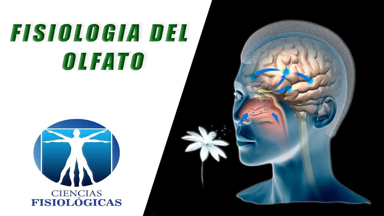 Fisiologia del Olfato - YouTube