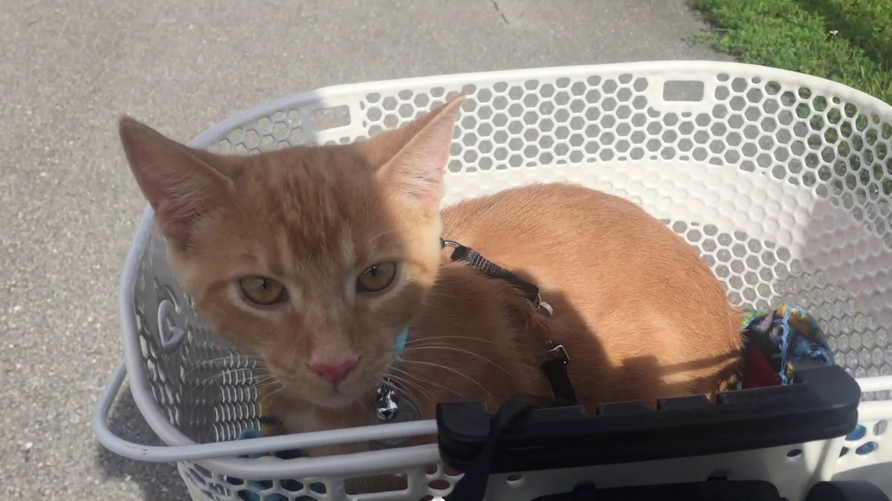 Simba's First Ride At The Park - YouTube