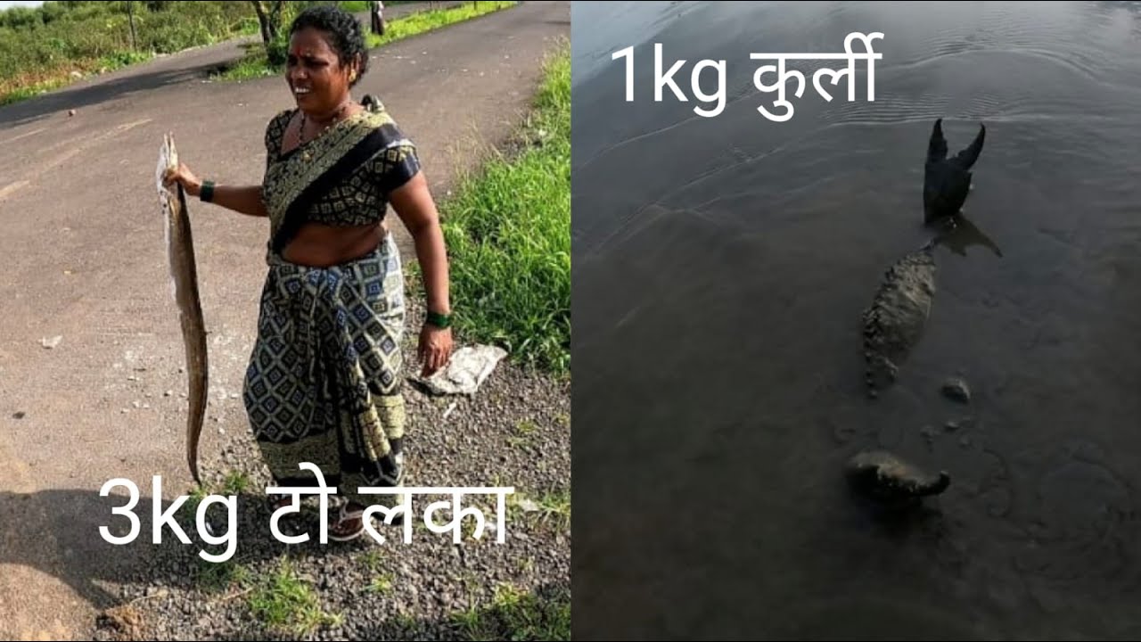 लोखंडी रॉड ने पकडले 2 टोलके आणि 1kg ची भेटली खरपी कुर्ली || India ...
