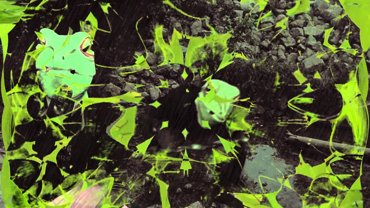 Gangsta Animals - Smog Frogs - YouTube