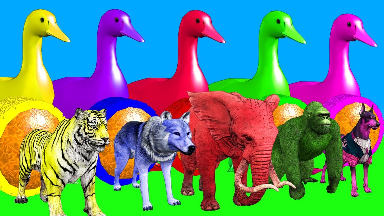 5 Giant Ducks, Tiger, Lion, Elephant, Gorilla, Zebra, Dog, Giraffe ...