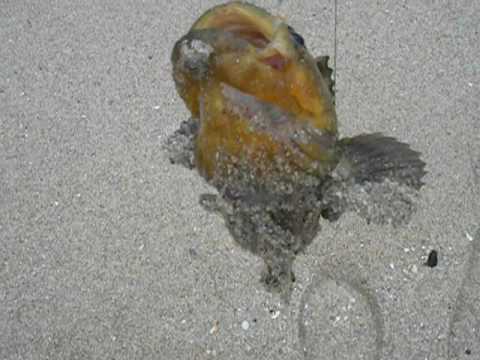 PESCANDO TRAMBOYO GRANDE - YouTube