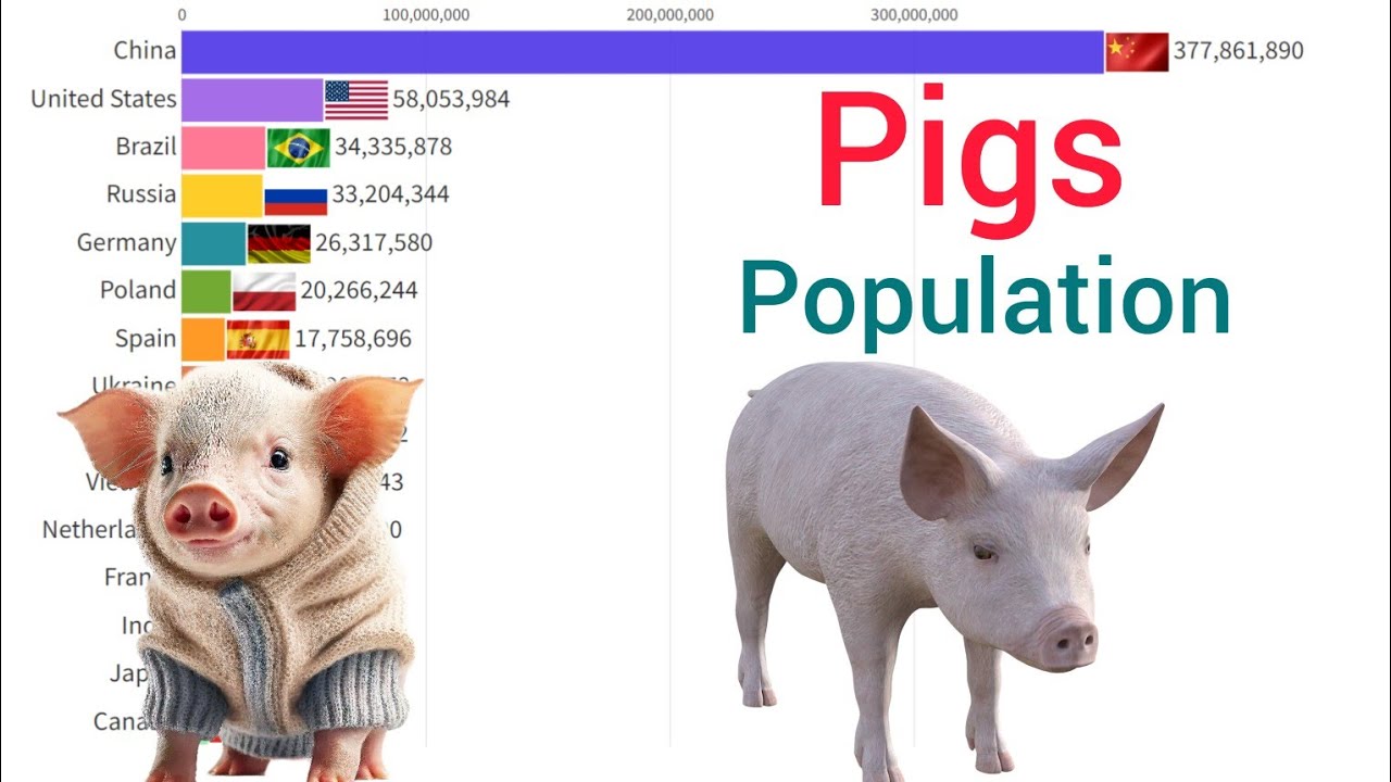 World's Largest Pigs Population Countries - YouTube