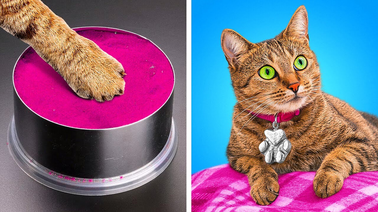 LE MIGLIORI CREAZIONI PER PET || MAKEOVER DI UN GATTO RANDAGIO - YouTube