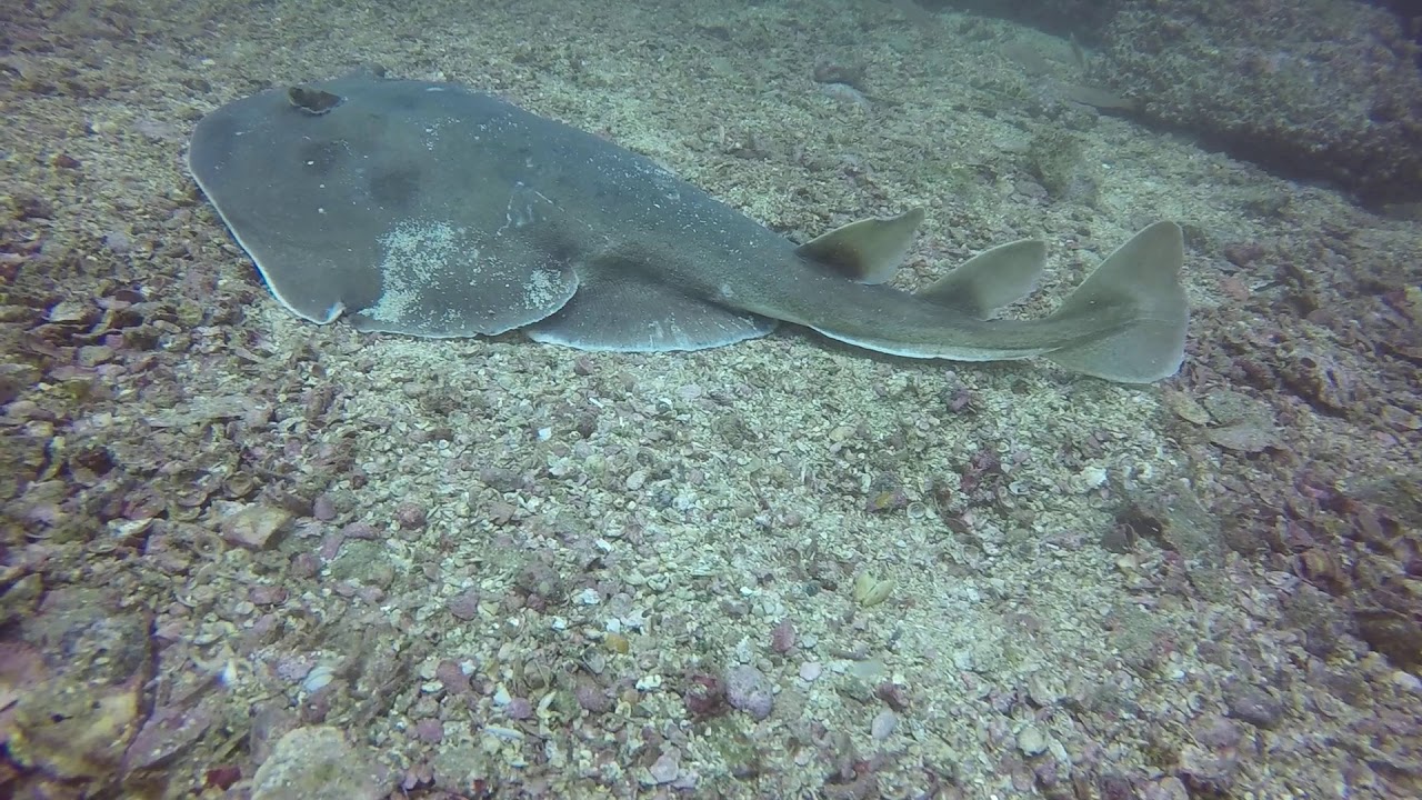 Giant Electric ray - YouTube