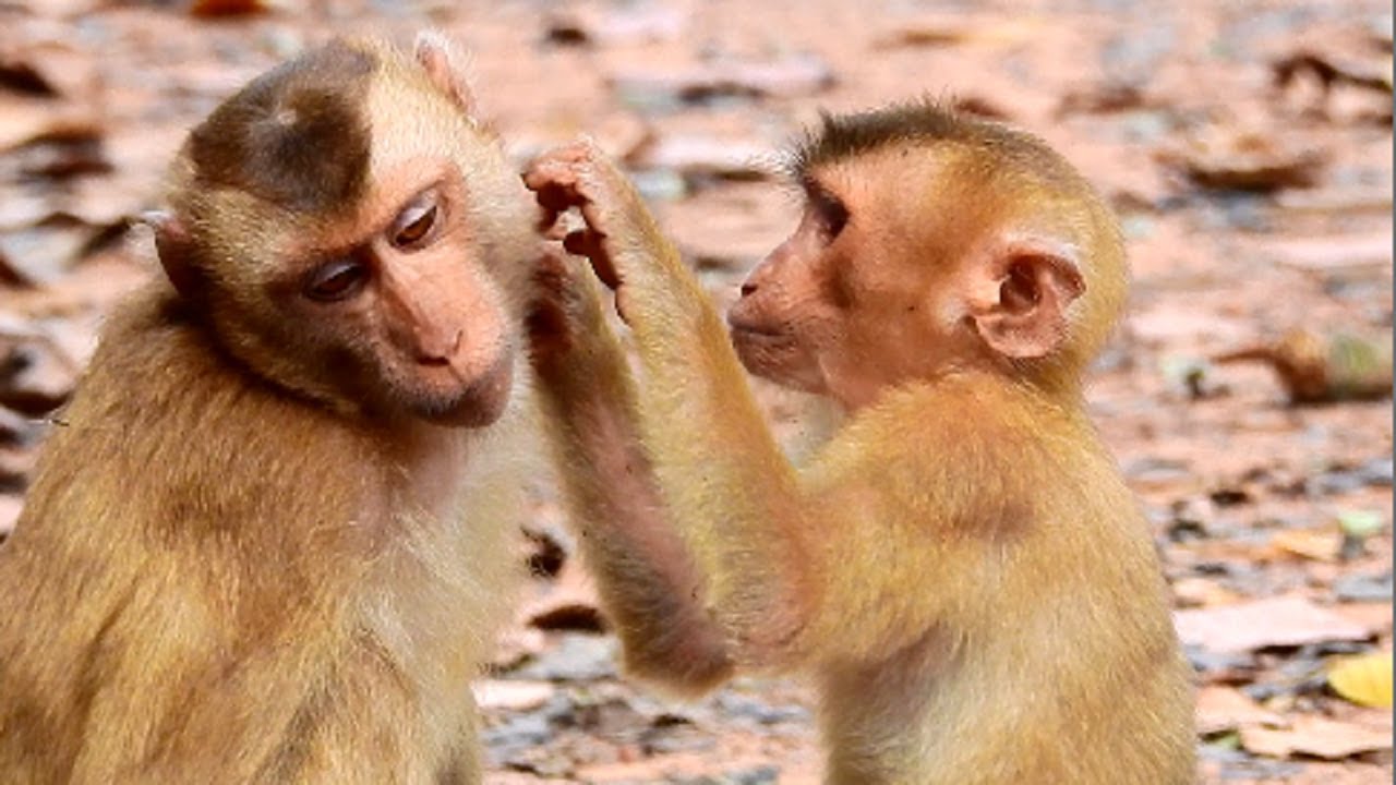 Orphan Monkey Grooming Each Other So Peaceful, They Are Share Loving ...
