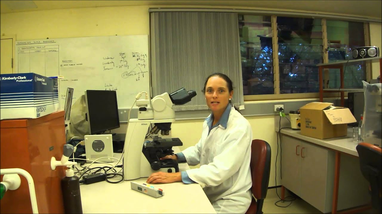 Reducing the effects of worms in sheep - Michelle Dever (PhD Candidate ...