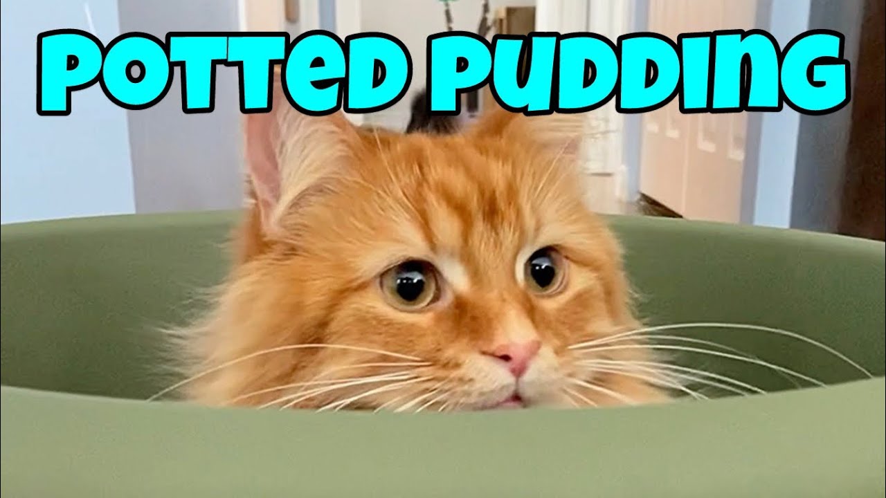 Potted Pudding - Growing a Pudding Plant - YouTube