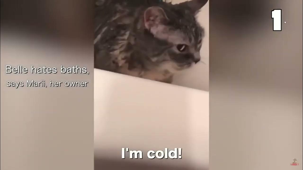 Funny cat "I'm cold" - YouTube