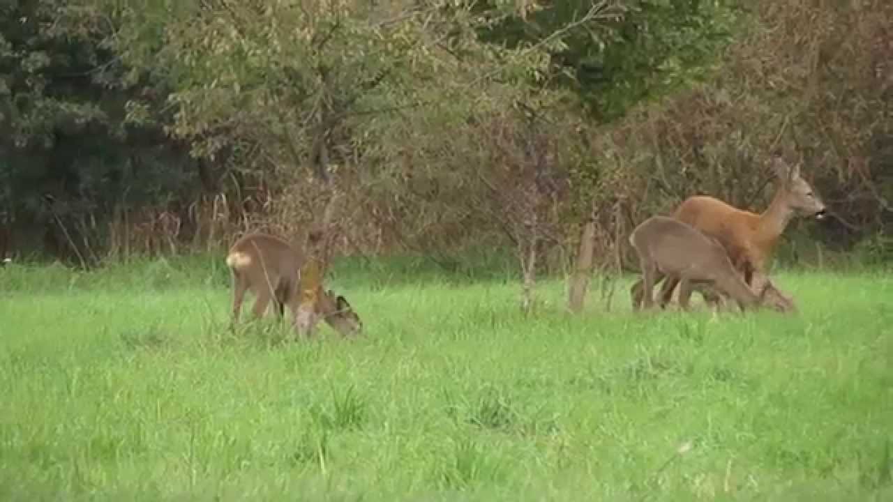 Stirnos / The Roe Deer - YouTube