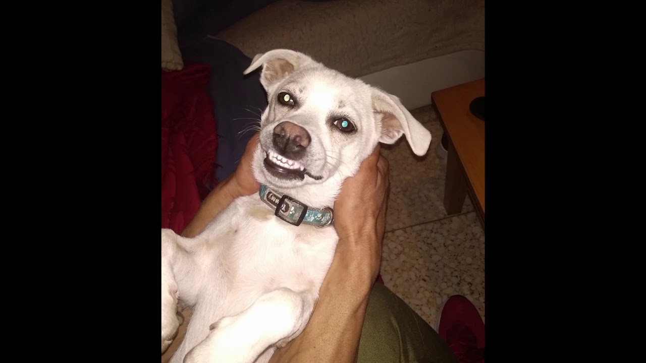 Perro gracioso - YouTube