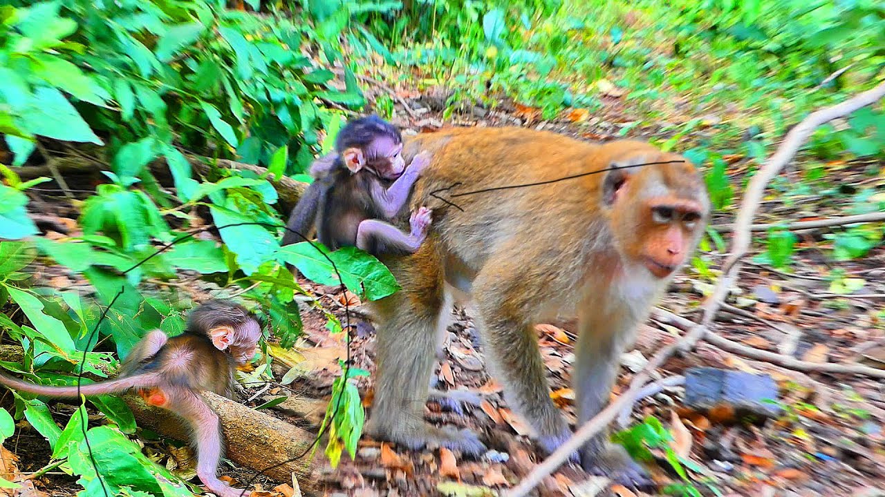 Amazing Monkey Newborn...The baby monkey has never hugged a mother like ...